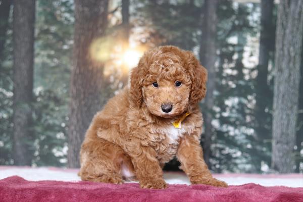 Blake - Pawsome Family Pets