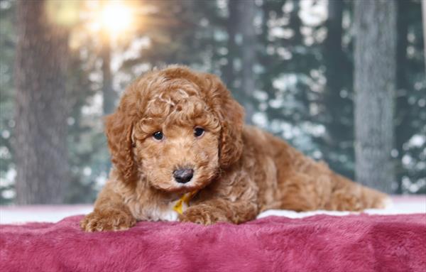 Blake - Pawsome Family Pets