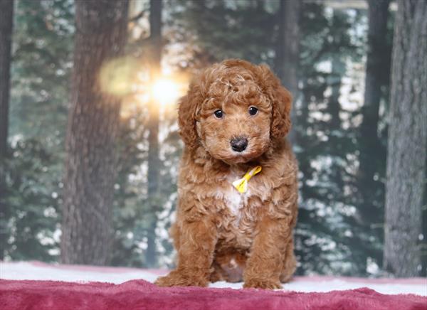 Blake - Pawsome Family Pets