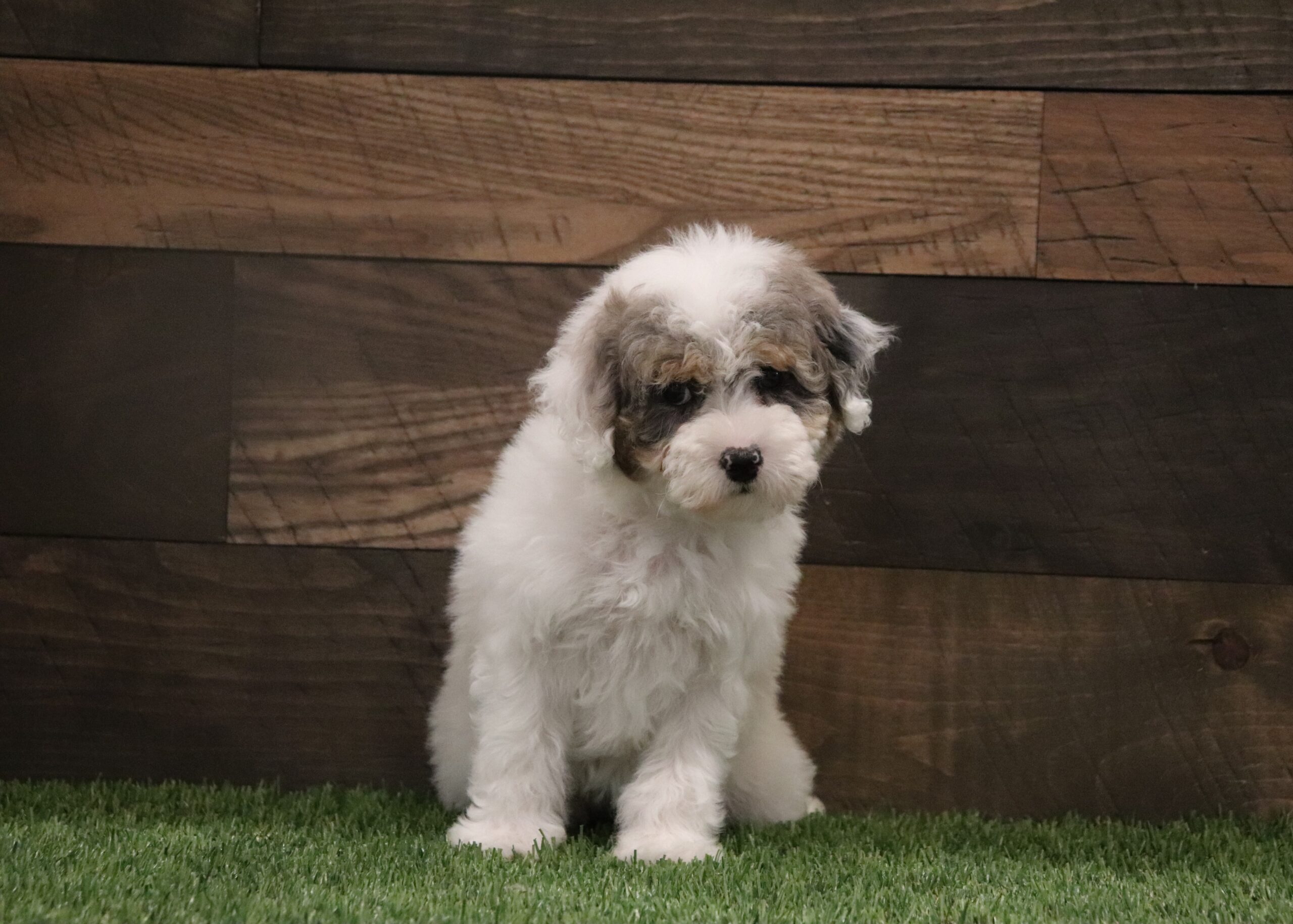 Hannah - Pawsome Family Pets