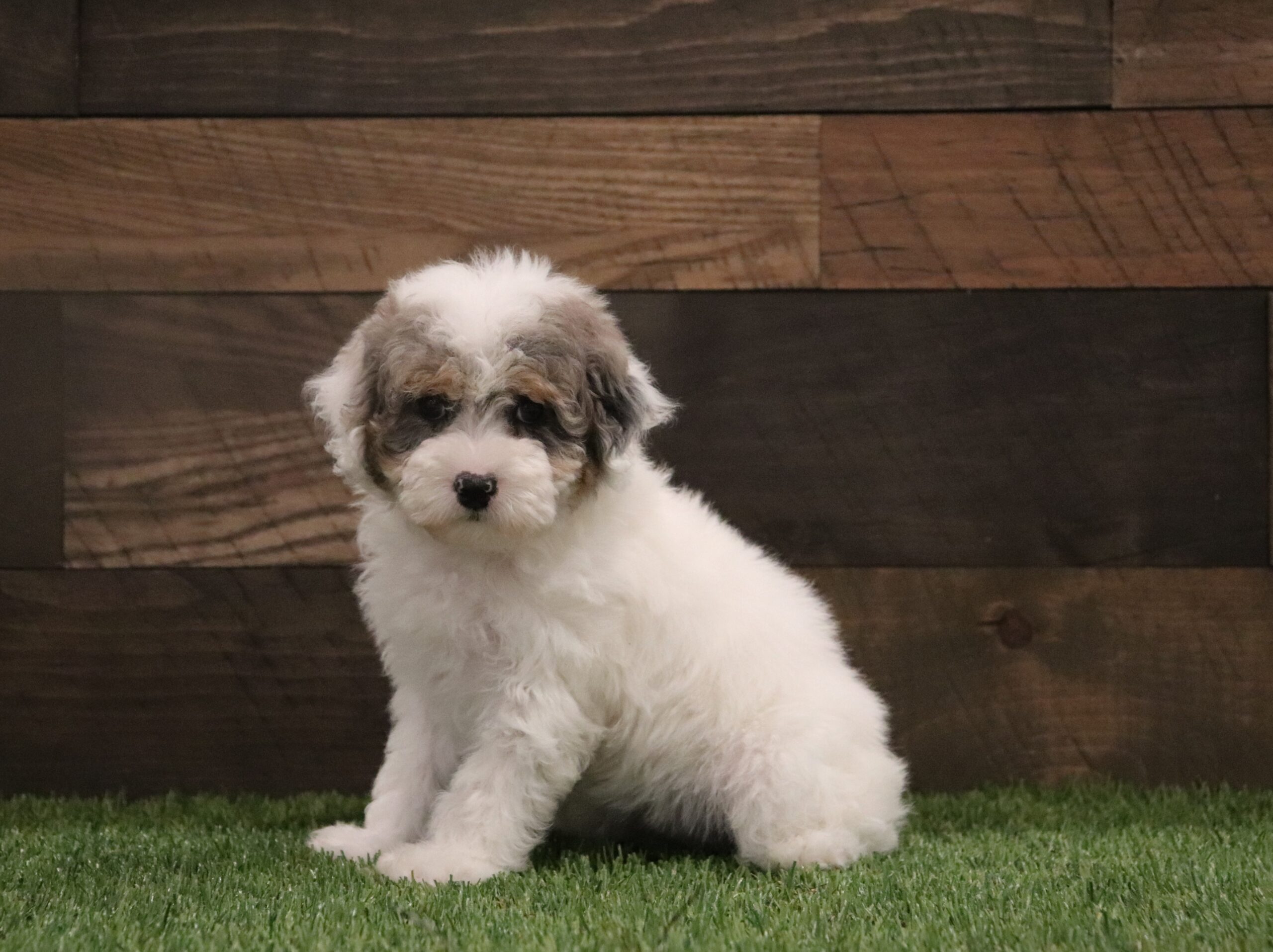 Hannah - Pawsome Family Pets