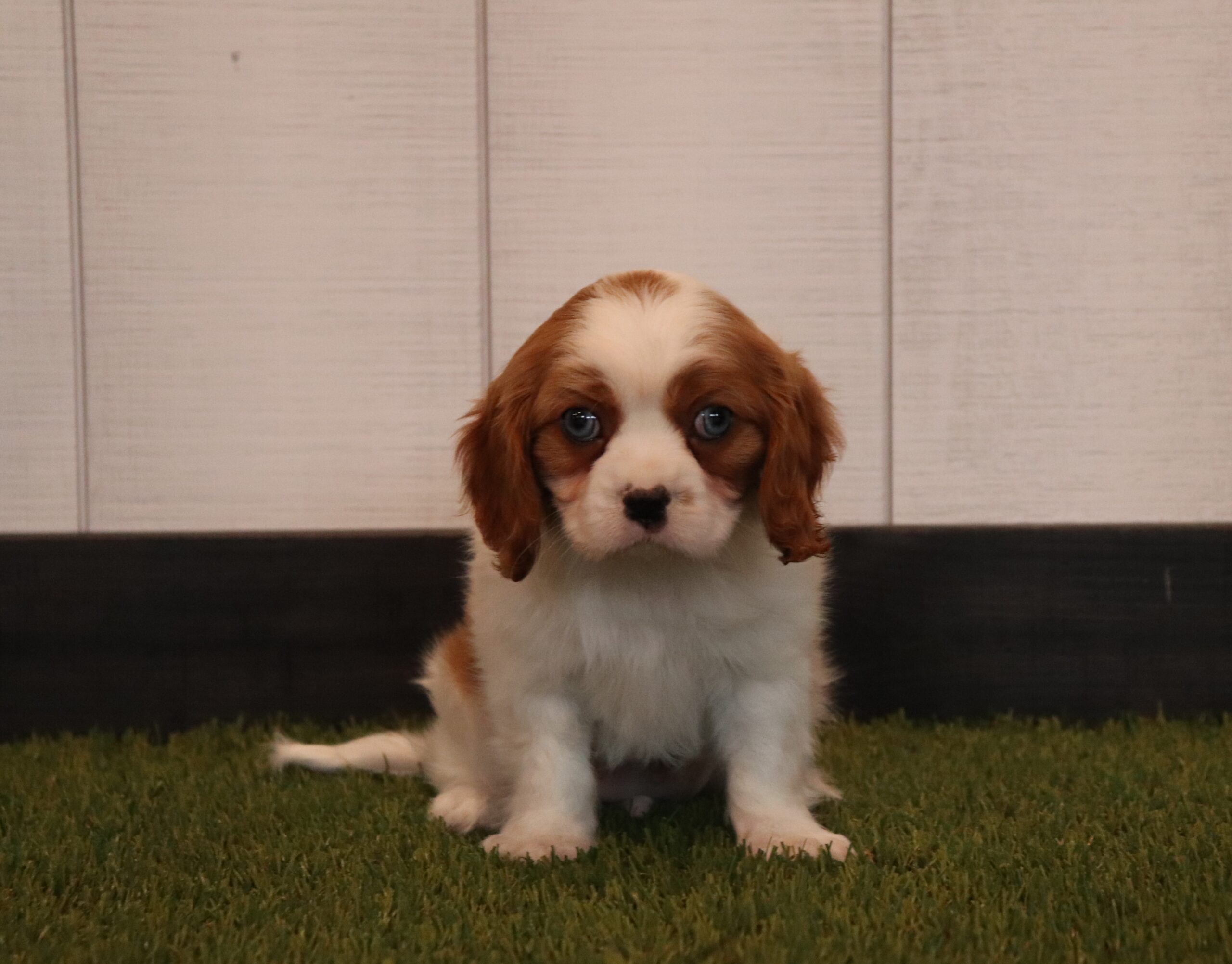 Omar - Pawsome Family Pets