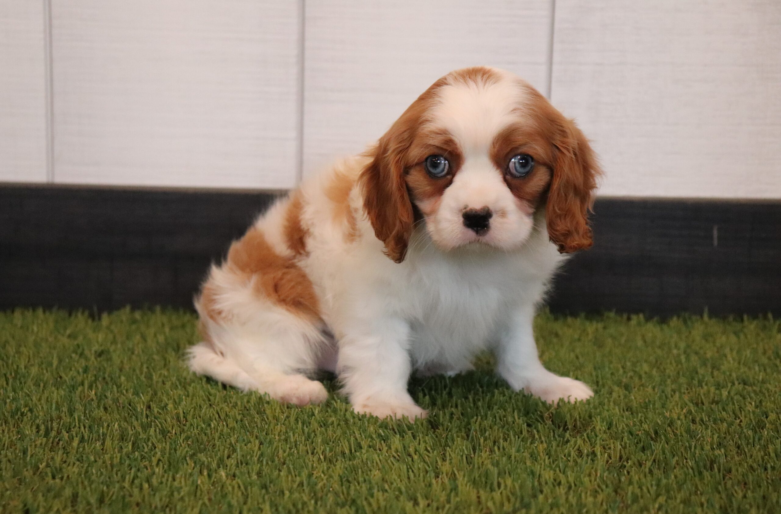 Omar - Pawsome Family Pets